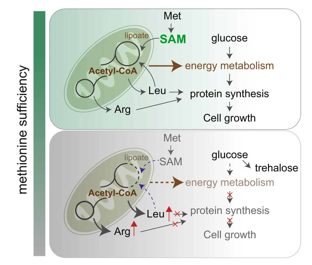 Publication-Ye Lab - Laboratory of phospholipid biology and methionine ...