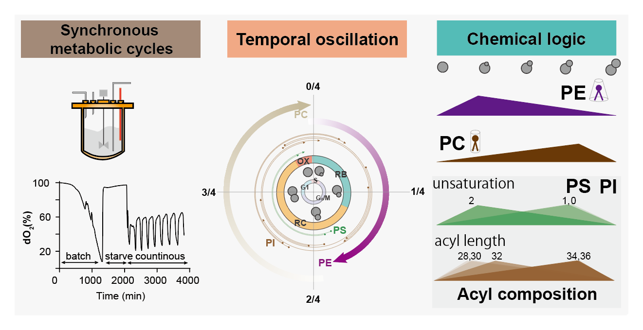 Publication-Ye Lab - Laboratory of phospholipid biology and methionine metabolism